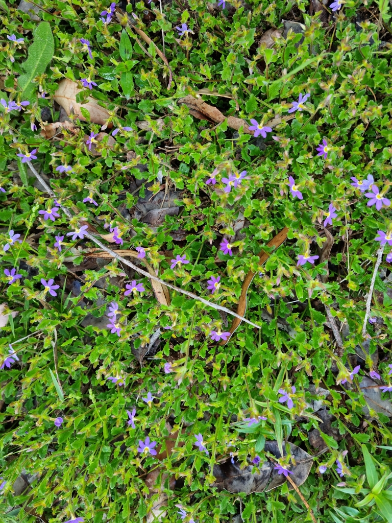 Scaevola microphylla from Shadforth WA 6333, Australia on November 7 ...