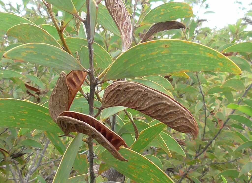Black Wattle from Kalunga QLD 4887, Australia on December 04, 2022 at ...