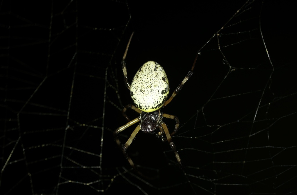 African Hermit Spider from Thyolo, Malawi on December 2, 2022 at 09:37 ...