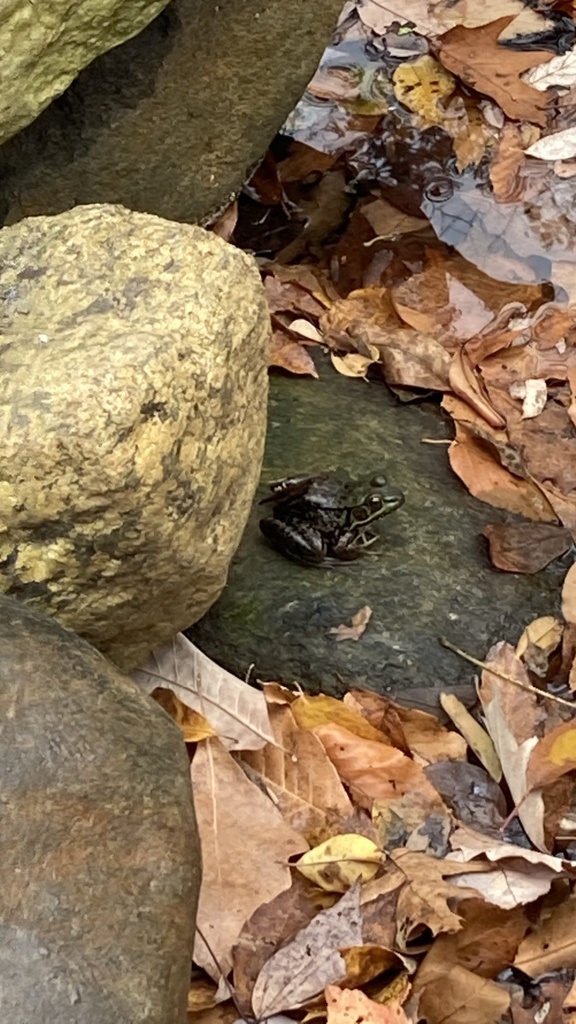 Green Frog from Avalon Nature Preserve, Head of the Harbor, NY, US on ...