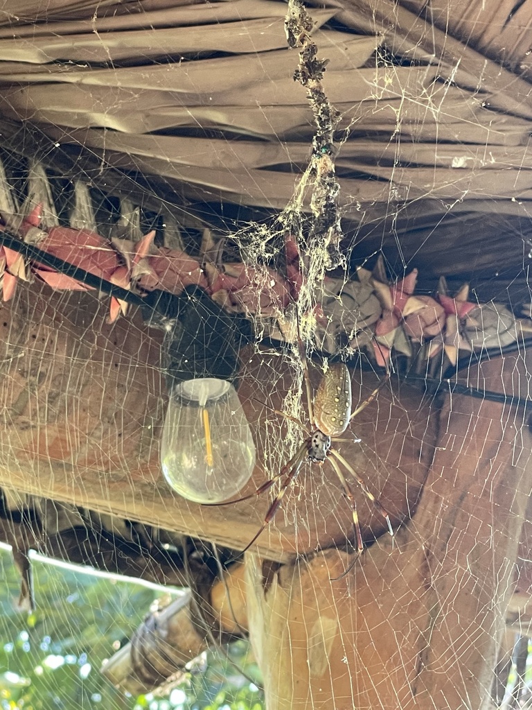 Golden Silk Spider from Yelapa, Yelapa, JAL, MX on December 4, 2022 at ...