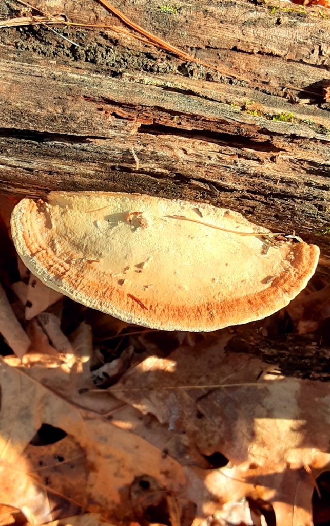 Thin-walled Maze Polypore from Foxborough on December 04, 2022 by ...
