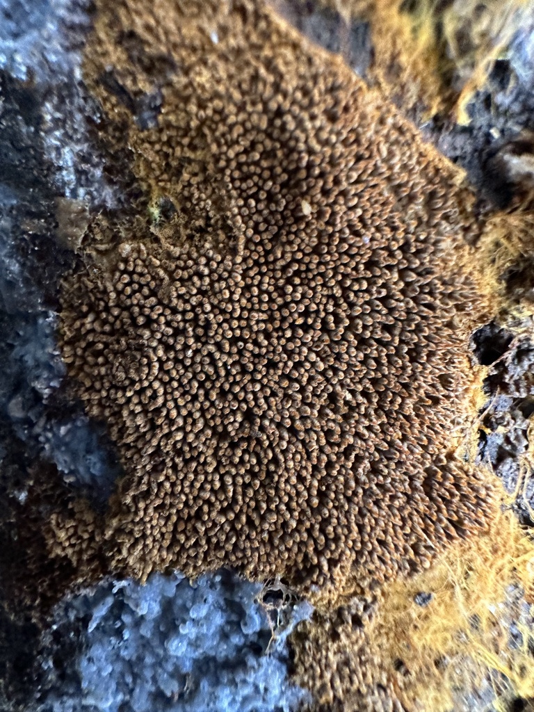 Fungi Including Lichens from Overton Park, Memphis, TN, US on December ...