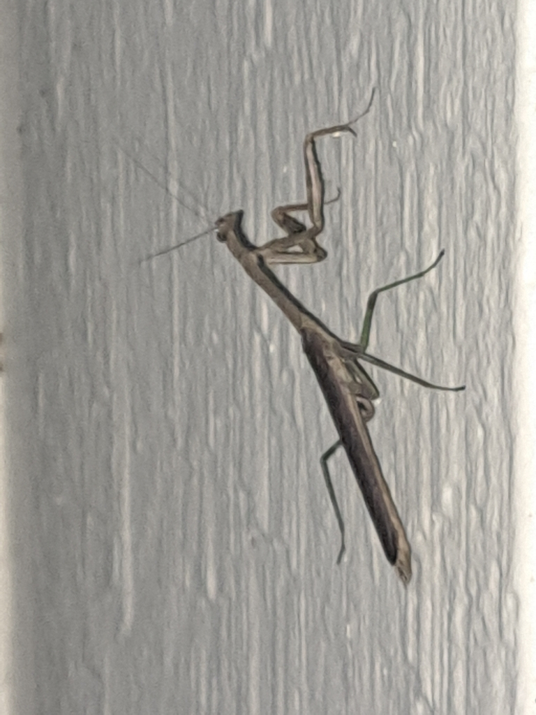 Larger Florida Mantis from Lafayette, LA 70506, USA on September 11 ...