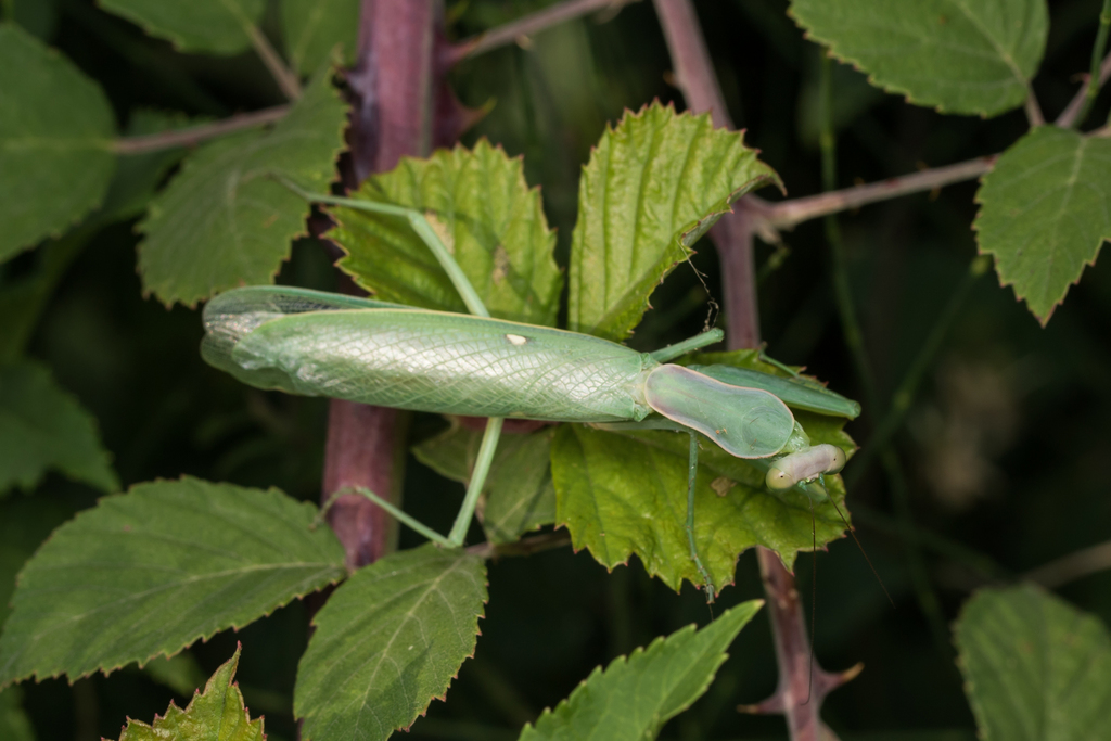 Transcaucasian Giant Mantis from Thessalia, Greece on August 31, 2018 ...