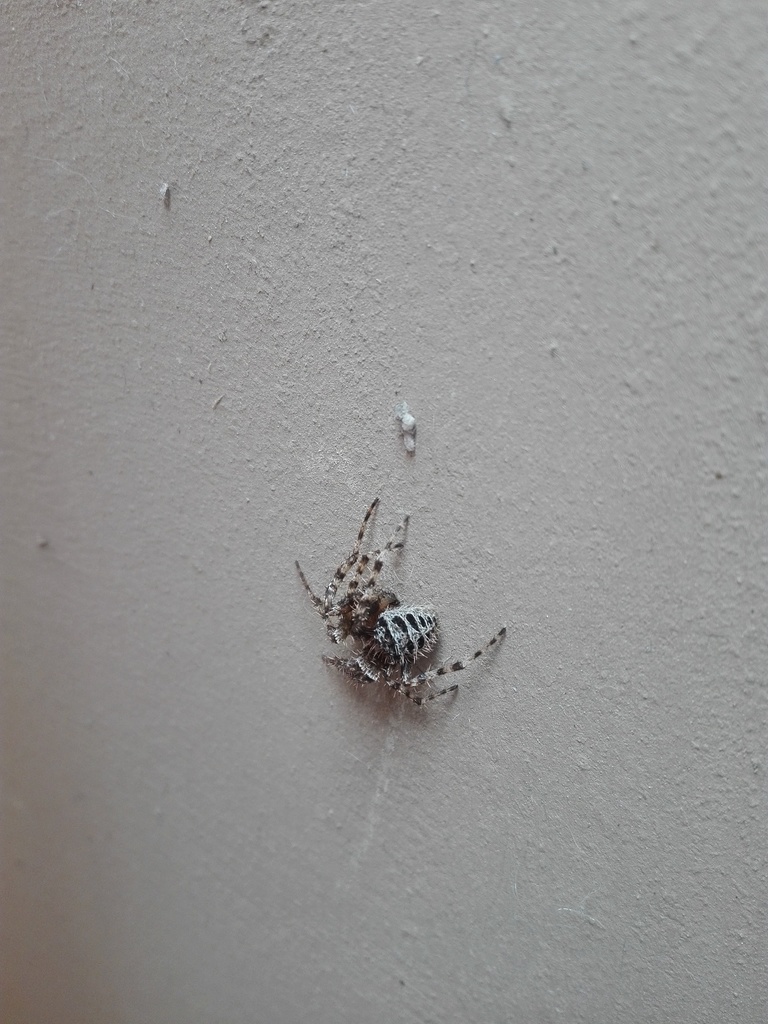 Pararaneus uncivulva from Bonito street, Boggoms Baai, Mossel Bay, 6511 ...