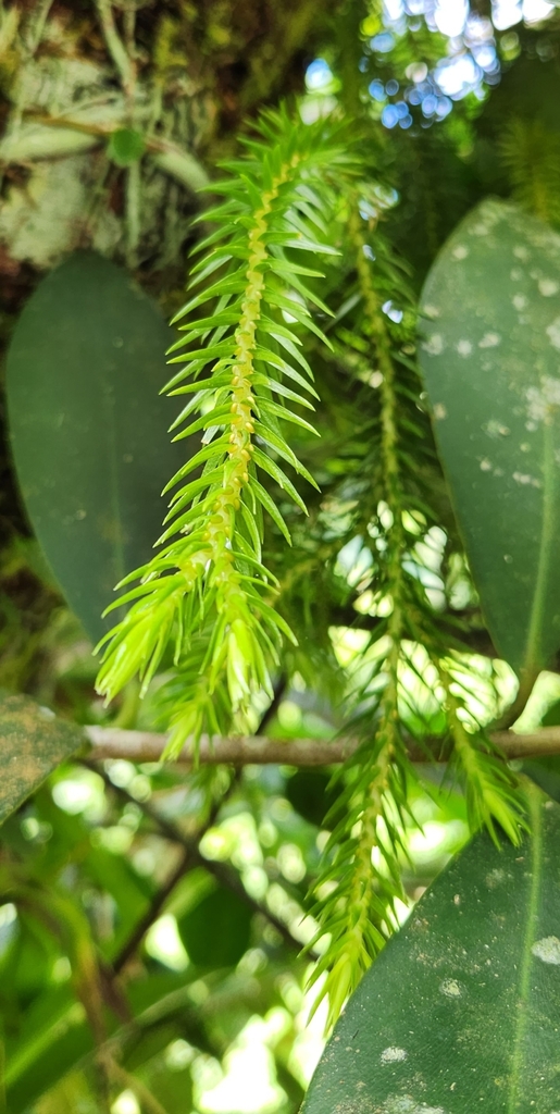 Phlegmariurus taxifolius from El Yunque National Forest on December 4 ...