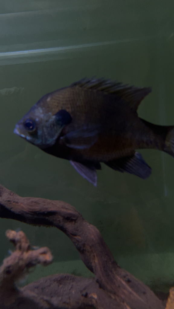 Bluegill from Pasadena on December 4, 2022 at 02:52 PM by Blade Pitts ...