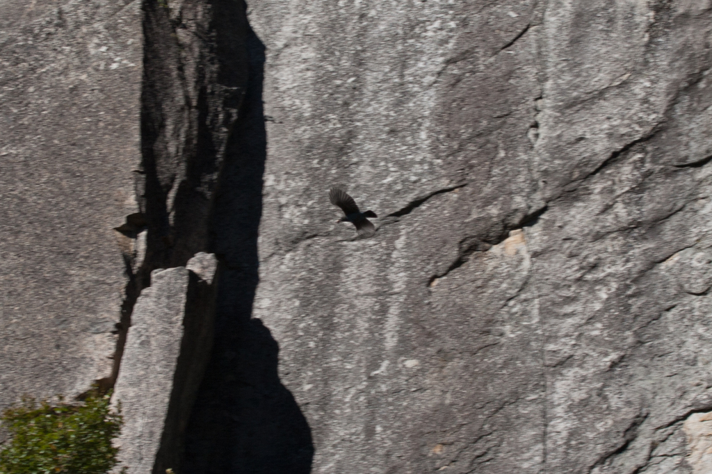 Birds from Mariposa County, CA, USA on October 18, 2006 at 12:32 PM by ...