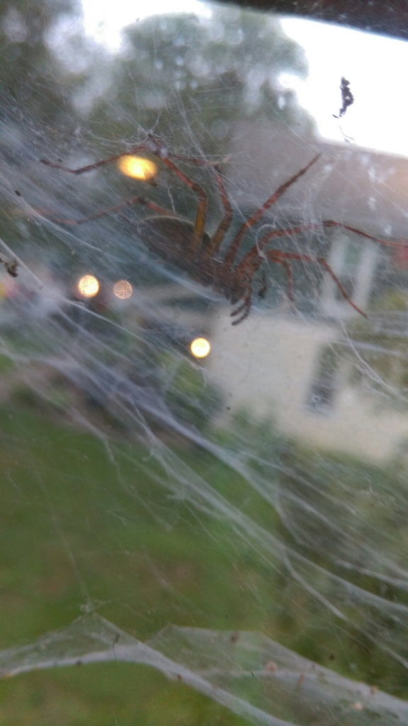 Grass Spiders from 2 W South St, Springboro, OH 45066, USA on September ...