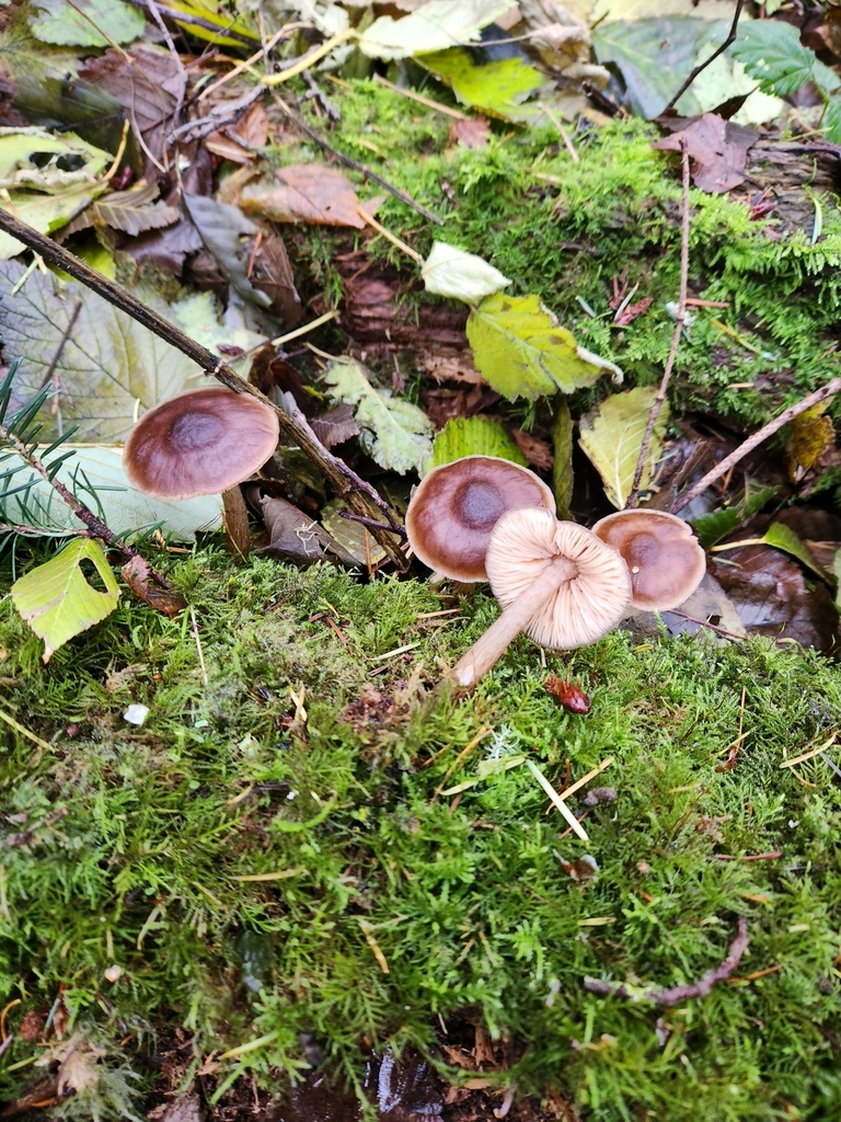 Deer Mushrooms in December 2022 by Kate Calderwood. Growing on an old ...