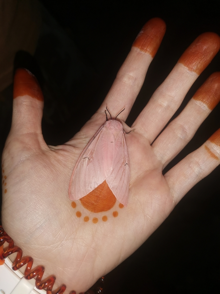 Lymantria brotea from PMW9+8H, Аиджал, Мизорам 796009, Индия on ...