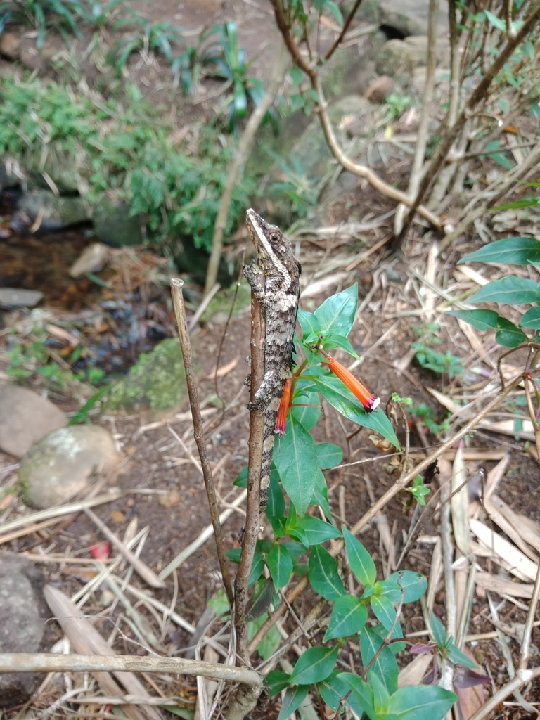 Pygmy Lizard in August 2022 by Damitha Prabodha · iNaturalist
