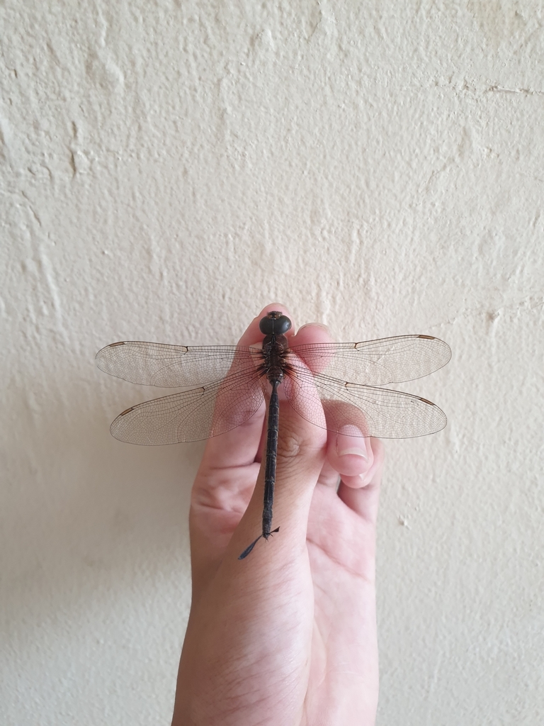 Dingy Duskhawker from RT.7/RW.14, Rawamangun, Kec. Pulo Gadung, Kota ...