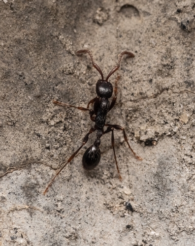 Aenictus wilsoni · iNaturalist