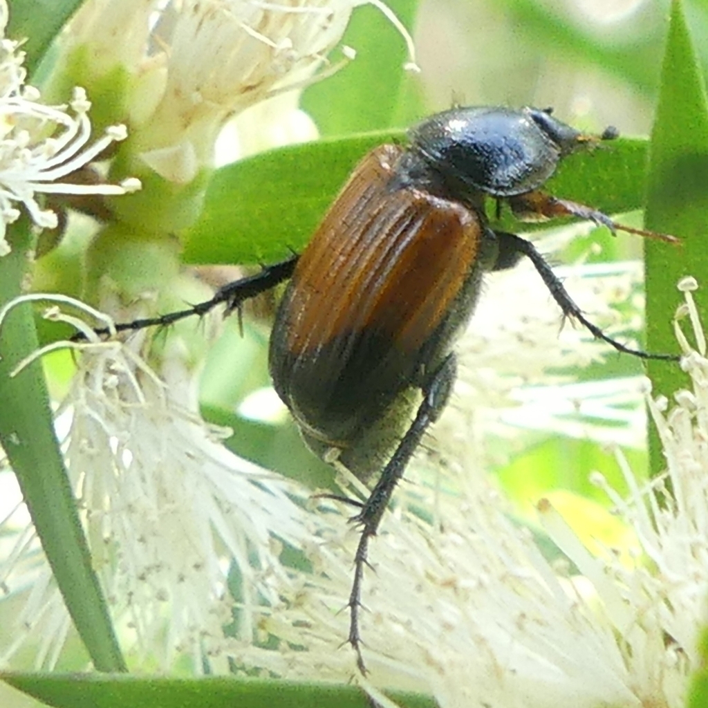 Phyllotocus navicularis from Wilsonton QLD 4350, Australia on December ...