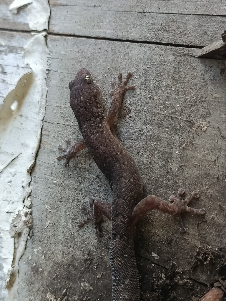 Southern Marbled Gecko from Highton St/Railway Ave, Ringwood East VIC ...