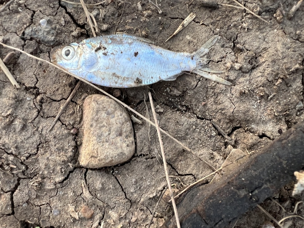 Bony Bream from Little Bridge, Russ Rd, Fitzroy Crossing WA 6765 ...