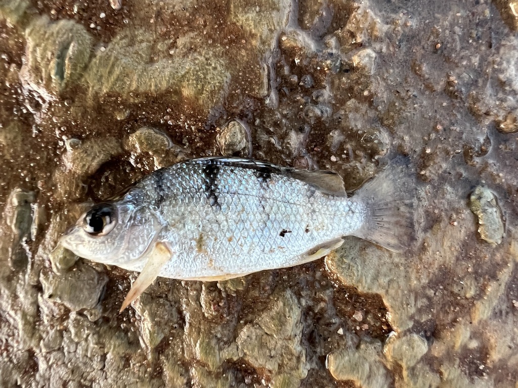 Barred Grunter from Little Bridge, Russ Rd, Fitzroy Crossing WA 6765 ...