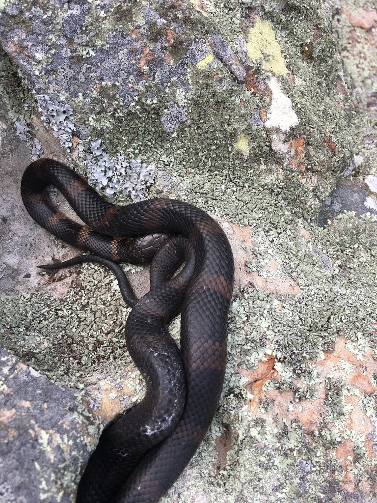 Stephens' Banded Snake in November 2018 by Ammon Arvidson · iNaturalist
