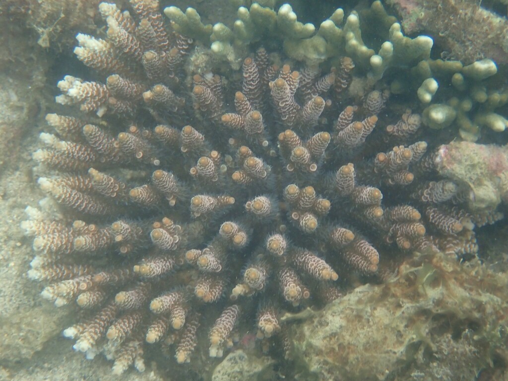 Acropora millepora in November 2022 by Rachelle Brown · iNaturalist