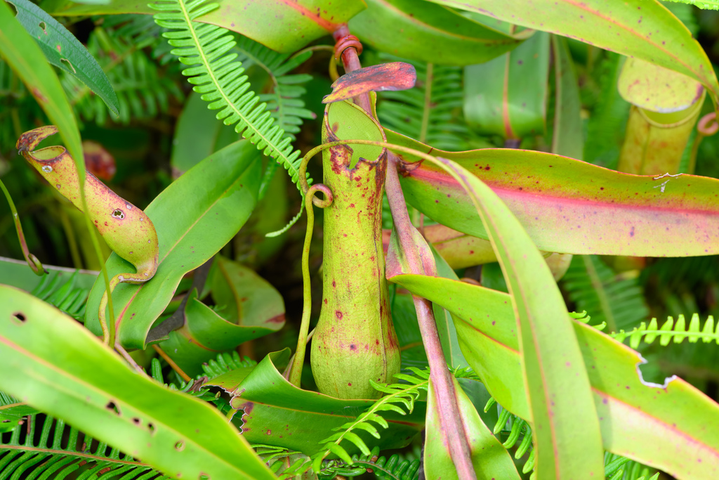 Slender Pitcher-Plant from Central Water Catchment, Singapore on ...