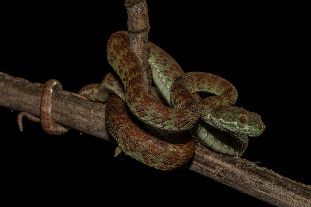 Trimeresurus kuiburi in December 2022 by Andaman Kaosung · iNaturalist
