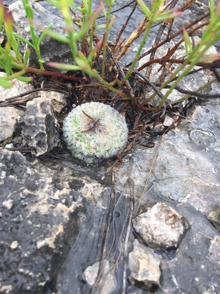 Button Cactus in September 2018 by cclaborn · iNaturalist