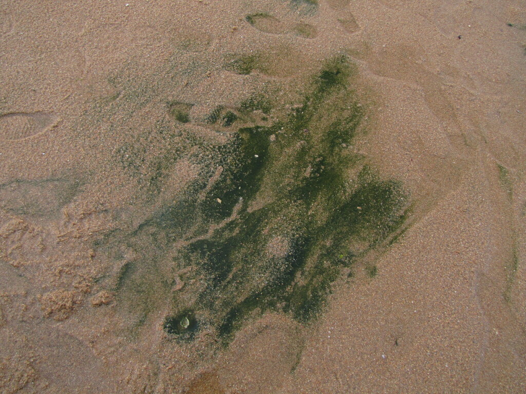Mint sauce worm from Île Renote, Trégastel, France on June 10, 2011 at ...