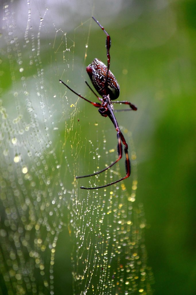 Golden Silk Spider from Boca de Tomatlán, Jal., México on October 30 ...
