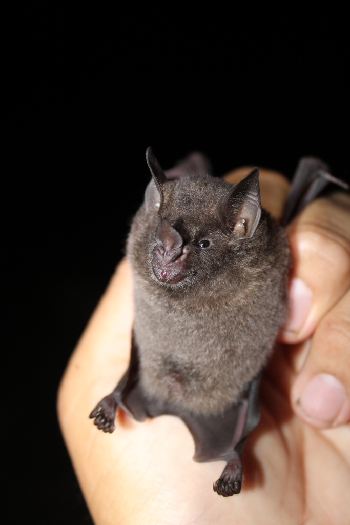 Seba's Short-tailed Bat from Calakmul, Campeche, MX on October 14, 2022 ...