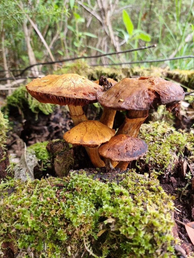 Fungi Including Lichens from Massey, Auckland, New Zealand on November ...