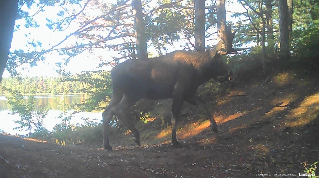 Moose from The Adirondack Park, Croghan, NY, US on September 24, 2022 ...