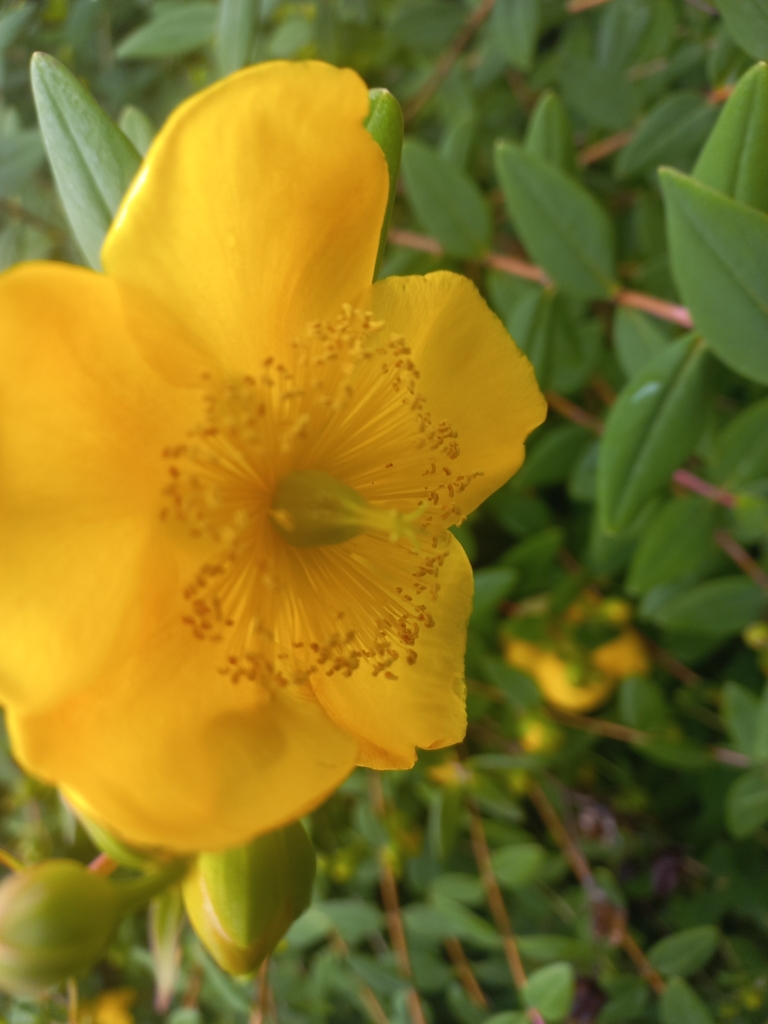 St. John's worts from Waimate 7924, New Zealand on December 06, 2022 at ...