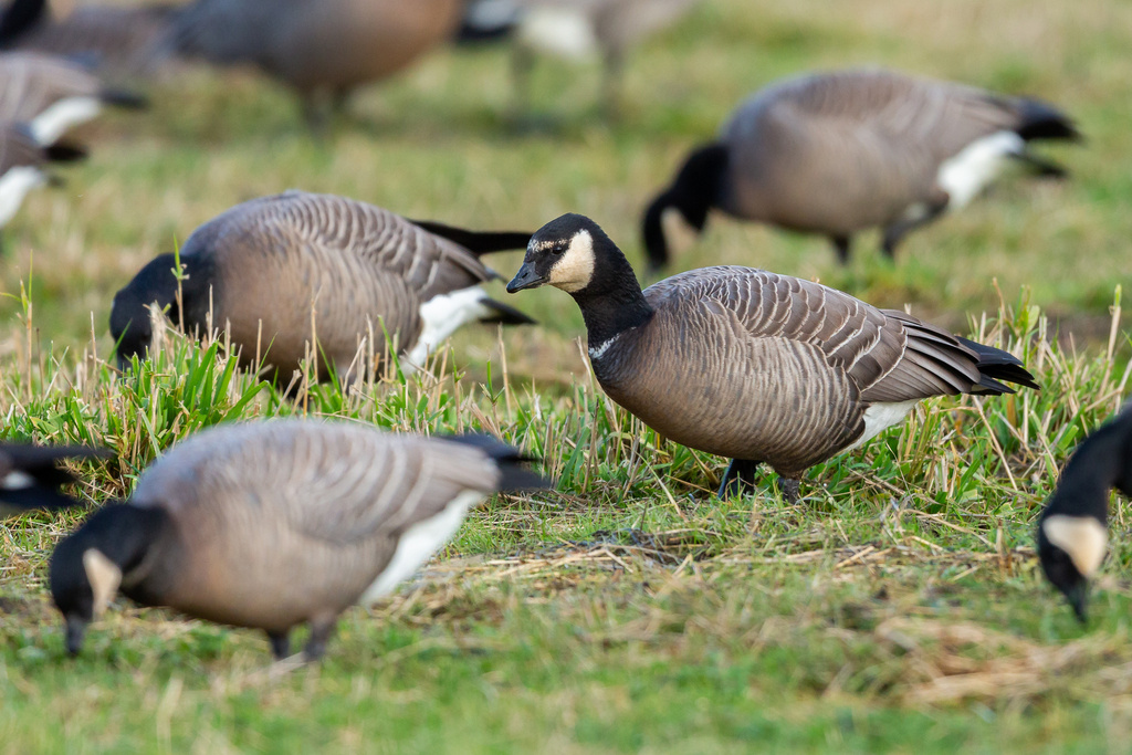 Small Cackling Goose from Astoria, OR, US on December 05, 2022 at 05:31 ...