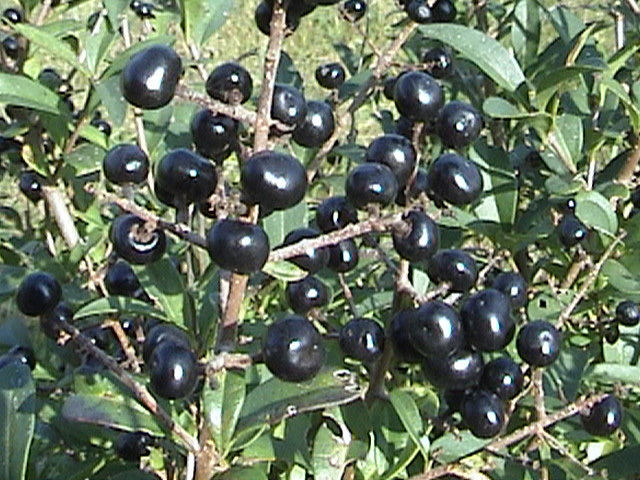 Common Privet from Kerzenheim, Germany on October 12, 2006 at 05:32 AM ...