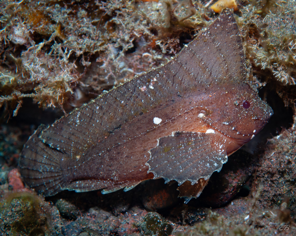 Ablabys from Melasti, Tulamben, Kubu, Karangasem Regency, Bali 80852 ...