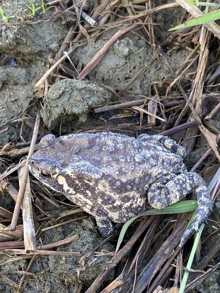 Asian Common Toad from 台灣宜蘭縣 on November 19, 2022 at 06:16 AM by 生態棲地 ...