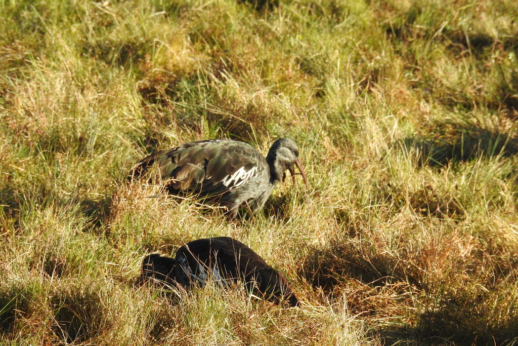 Wattled Ibis from South Gonder, Etiopía on December 4, 2022 at 10:34 PM ...