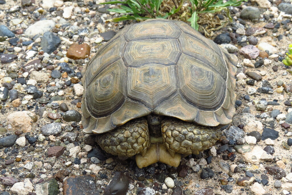 Chaco Tortoise in November 2014 by Alicia Sersic · iNaturalist
