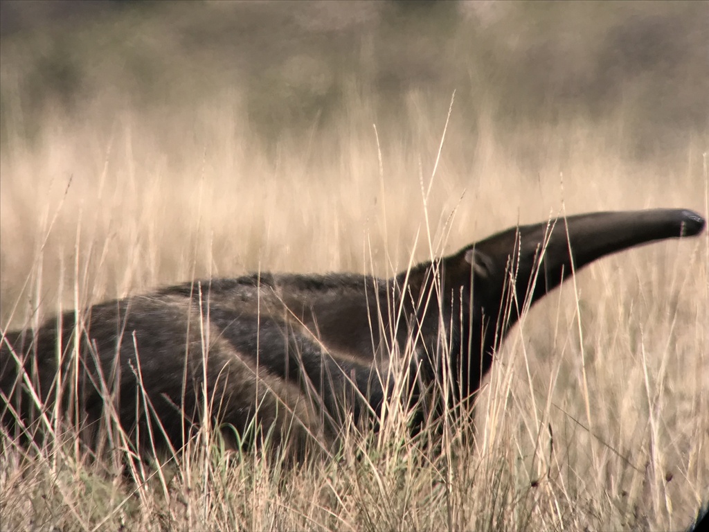 Giant Anteater in October 2022 by Bruno Rennó · iNaturalist