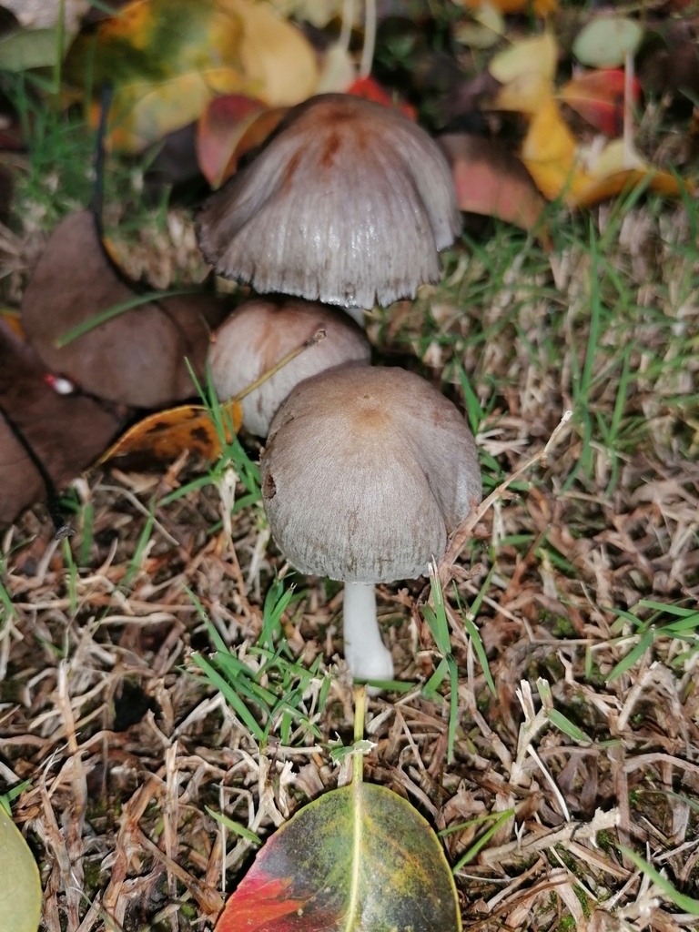 Common Ink Cap from 8700 Quelfes, Portugal on December 6, 2022 at 04:18 ...