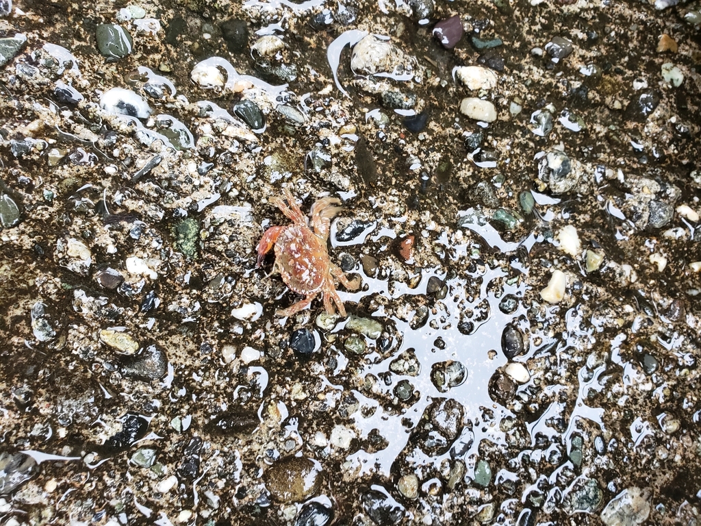 Pygmy Rock Crab from San Juan County, US-WA, US on December 6, 2022 at ...