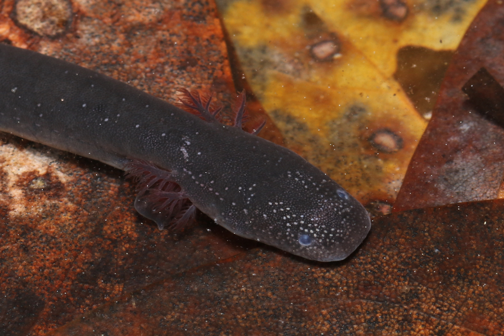 Lesser Siren in April 2019 by captainjack0000. Siren sphagnicola ...