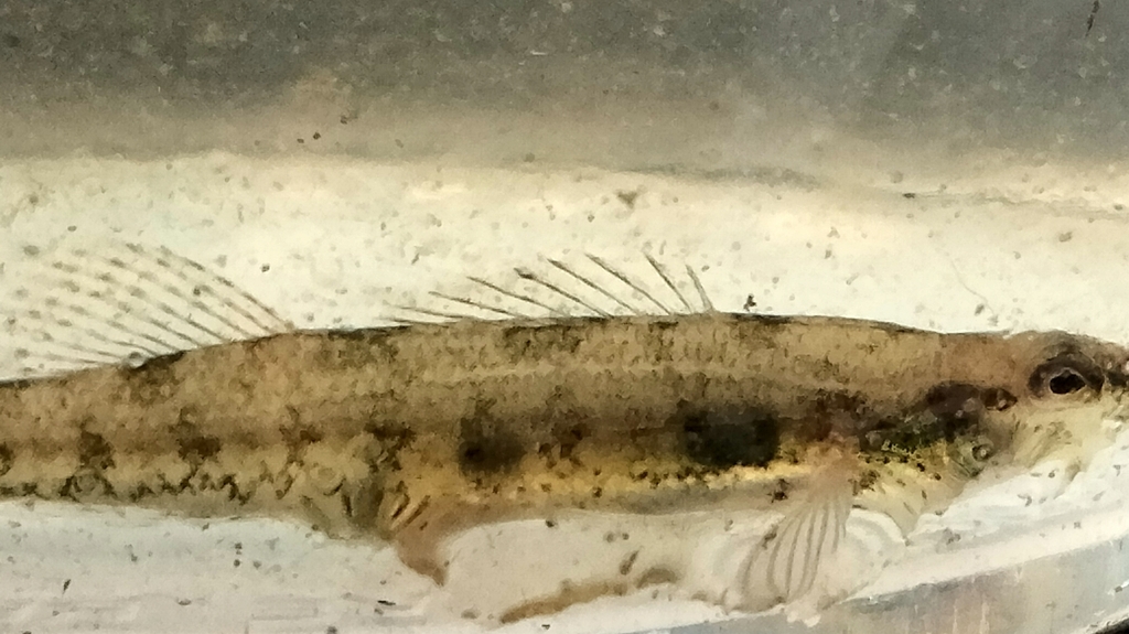 Swamp Darter from Adventure park on December 6, 2022 at 03:54 PM by ...