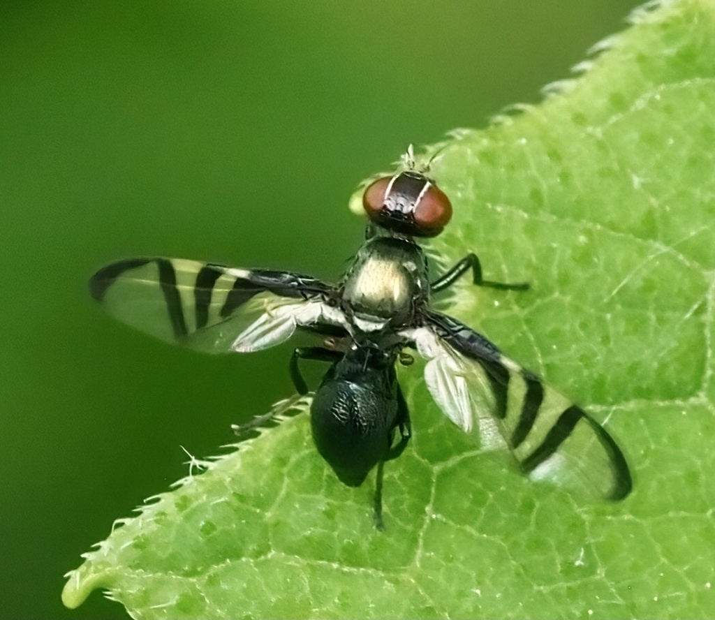 Rivellia from W 96th St, Indianapolis, IN, US on May 28, 2022 at 02:58 ...