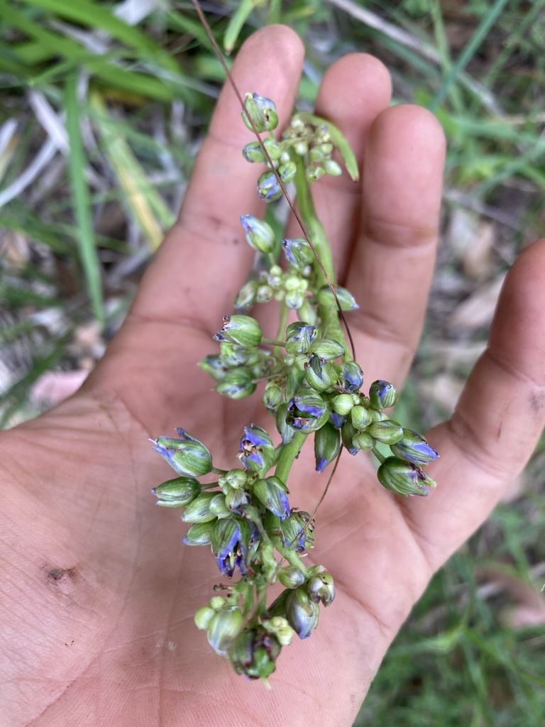 Pale Flax-Lily from Glen Eadie Ave, Badger Creek, VIC, AU on December ...