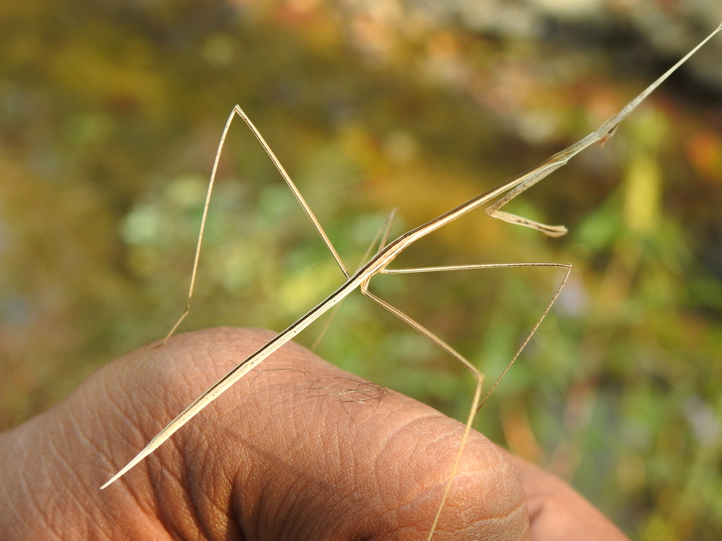 Indian Grass Mantis from Chhindwara, Madhya Pradesh, India on December ...