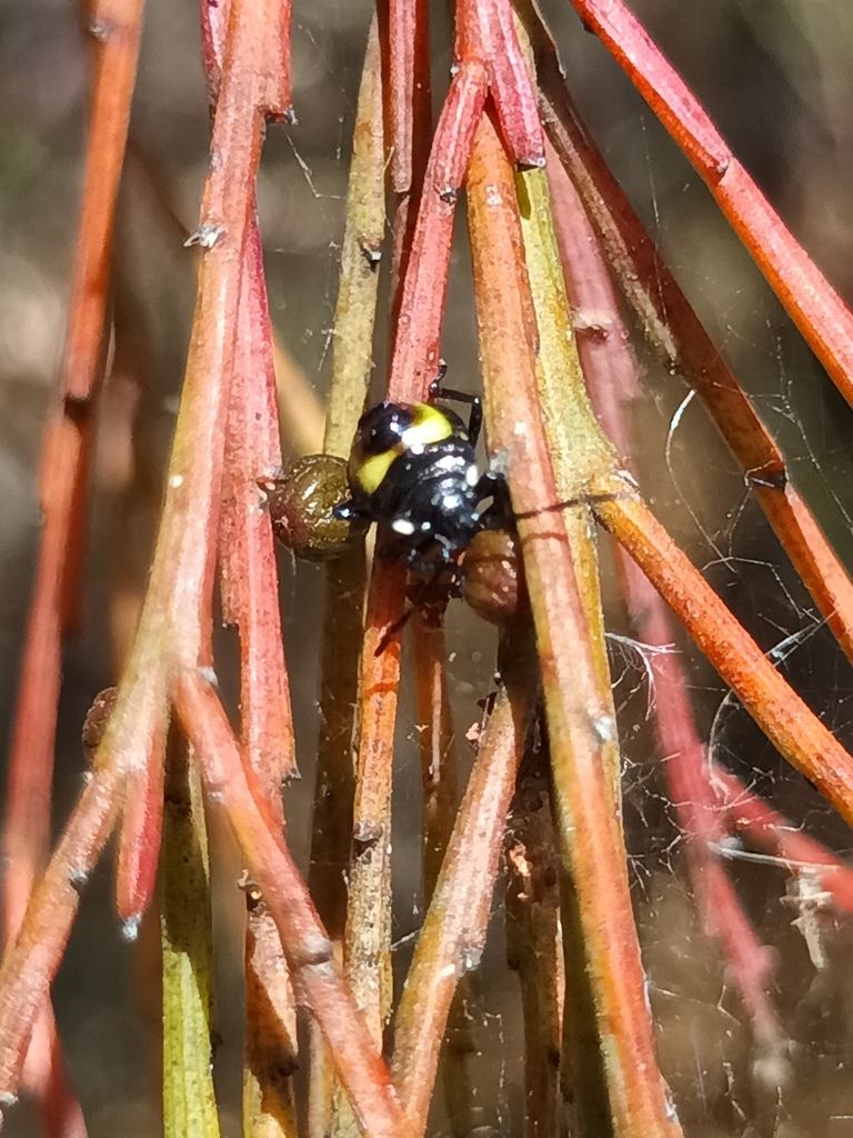 Exocarpos Bug from Gannawarra VIC 3568, Australia on December 7, 2022 ...