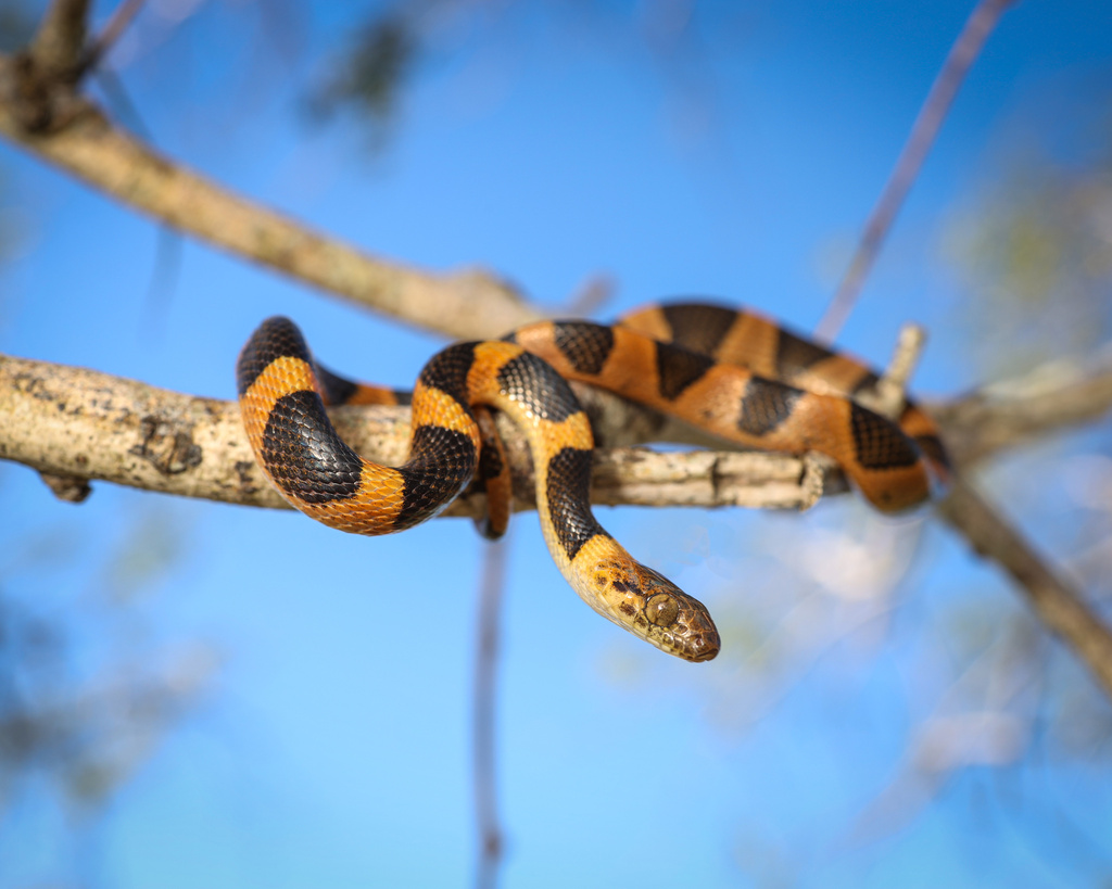Northern Cat-eyed Snake in November 2022 by Evan J Dittig · iNaturalist